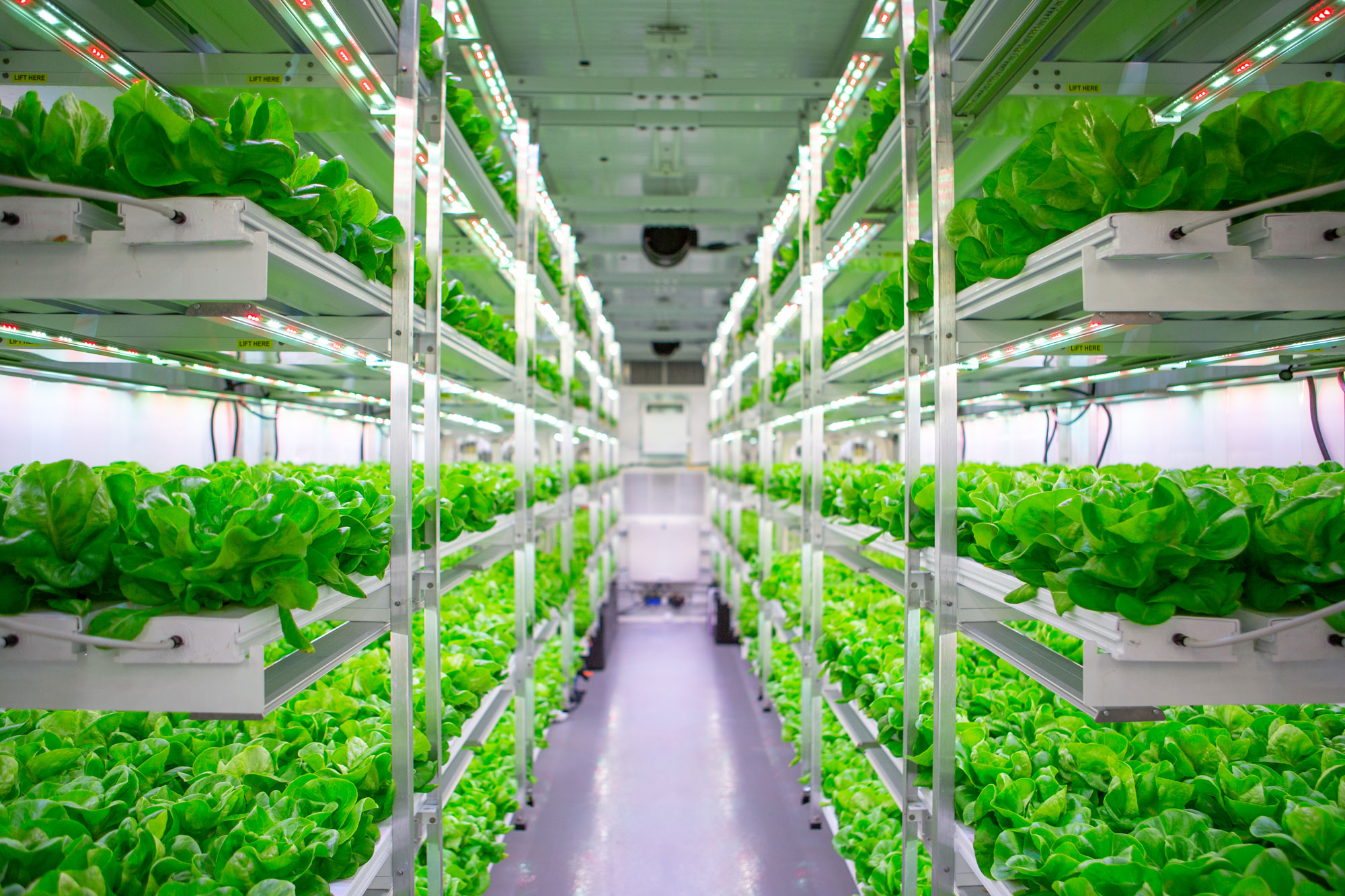 The What and Why of Hydroponic Farming - Vertical Roots